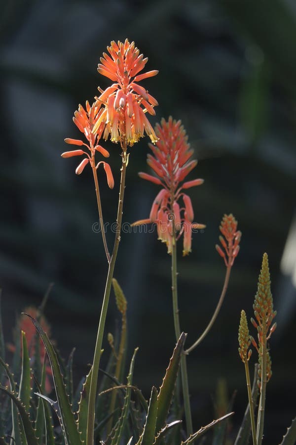 Aloe vera stock photo. Image of plant, blossom, vera - 349244262