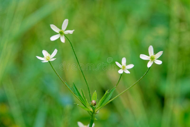 Anemone rivularis stock image. Image of blossom, garden - 280597095