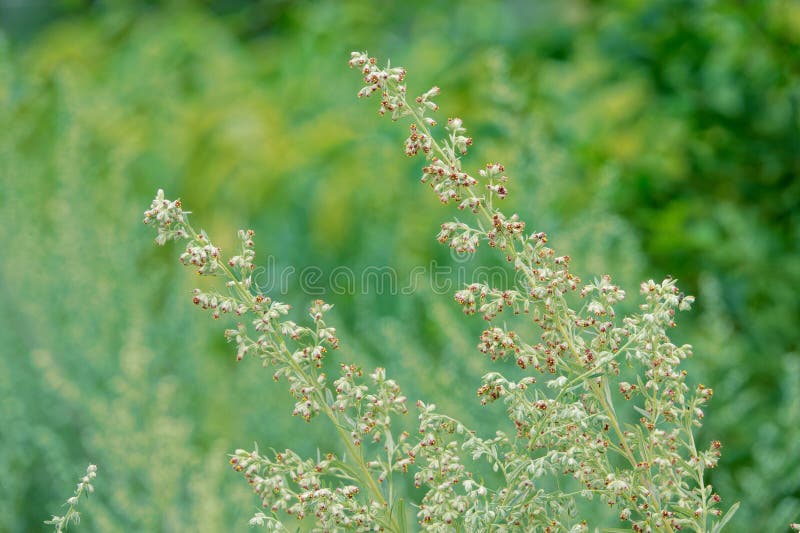Artemisia argyi stock image. Image of blossom, flower - 280571799