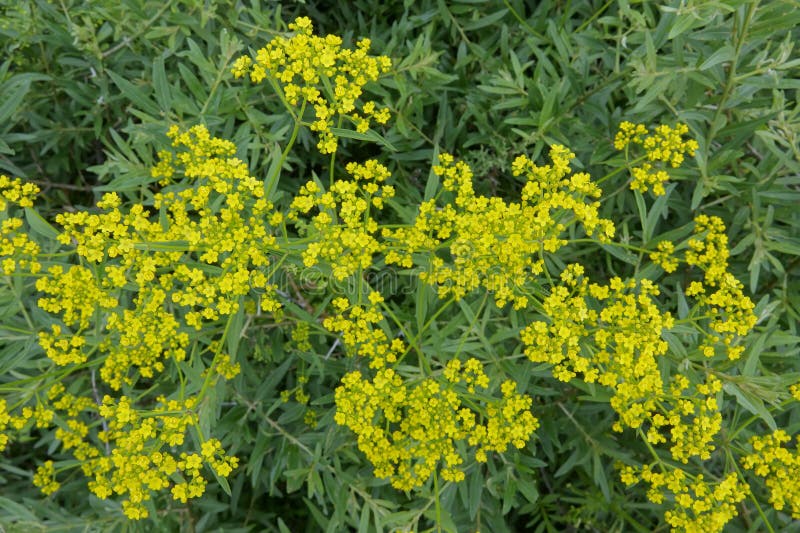 Bupleurum chinense stock photo. Image of yellow, herbaceous - 280123216