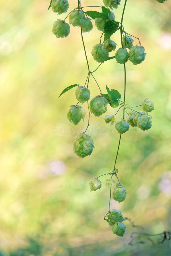 Humulus lupulus stock photo. Image of humulus, flowers - 196959012