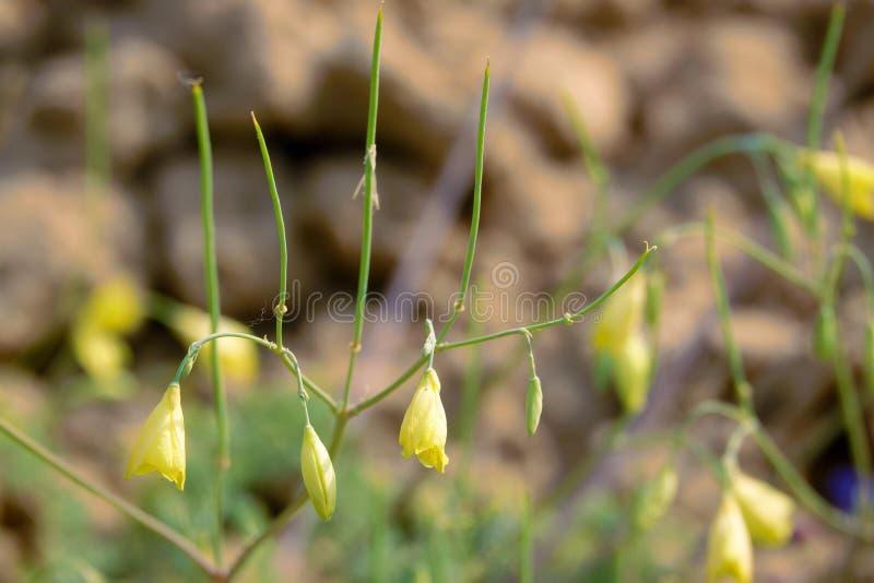 Hypecoum erectum stock photo. Image of blossom, herb - 242658710