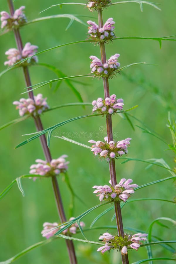 Leonurus artemisia stock image. Image of herb, blossom - 191109509