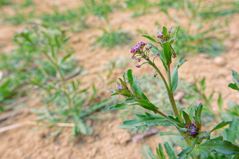 Lepidium Apetalum Stock Photos - Free & Royalty-Free Stock Photos from ...