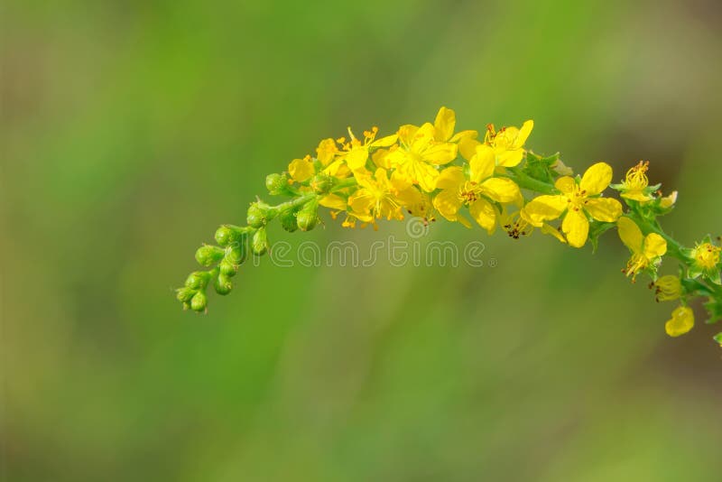 Melilotus officinalis stock image. Image of officinalis - 191125023