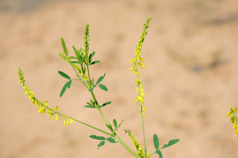 Melilotus officinalis stock photo. Image of herbaceous - 271869178