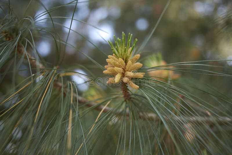 Close Up Inflorescence of Pinus Strobus Stock Image - Image of conifer ...