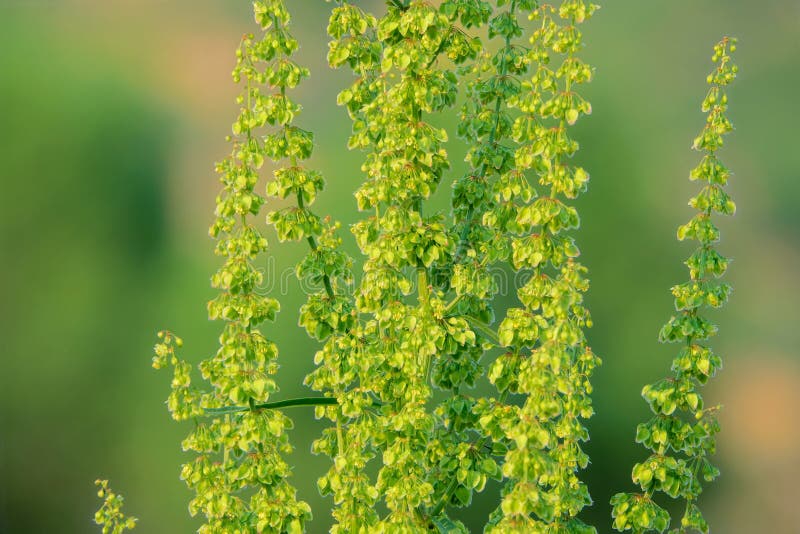 Rumex crispus stock photo. Image of herbaceous, natural - 271854492