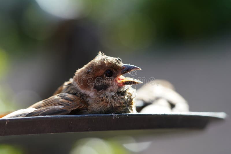 Close-up of Injured Sparrow Lying in a Tray for Healing Stock Photo ...