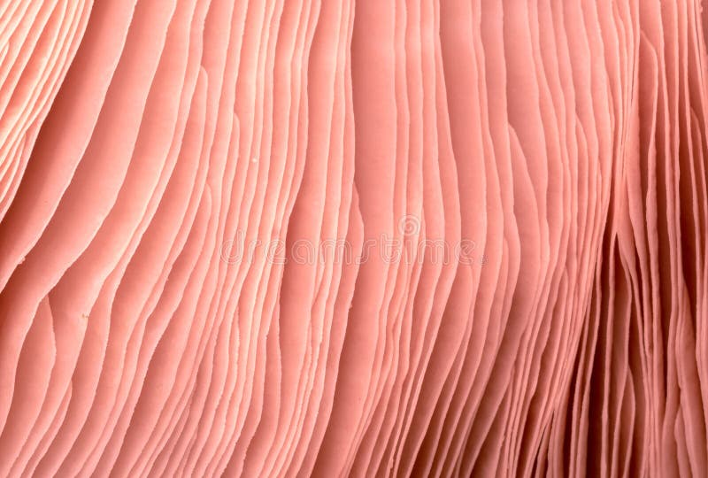 Close-up of the Inner Texture Surface of a Wild Mushroom. Background ... Close-up of the Inner Texture Surface of a Wild Mushroom. Background ...