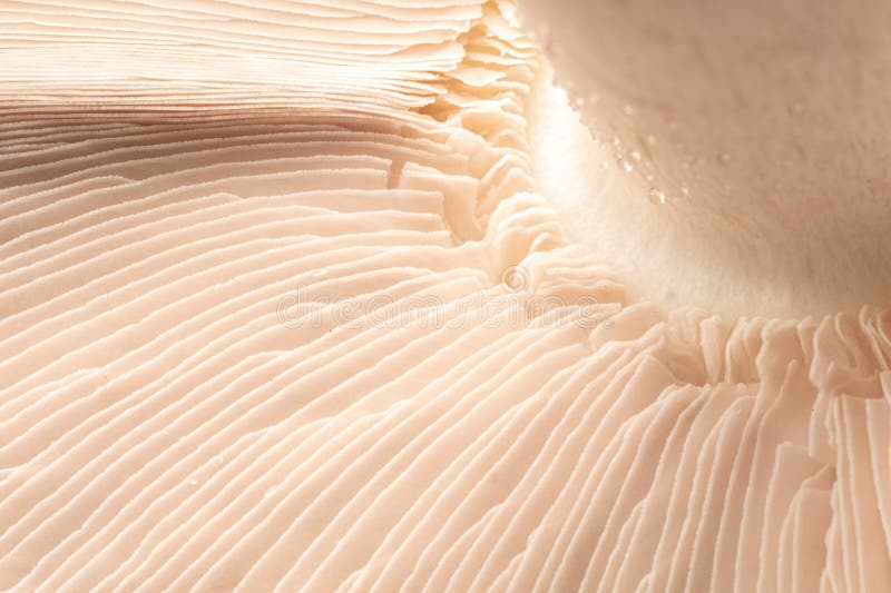 Close-up of the Inner Texture Surface of a Wild Mushroom. Background ...
