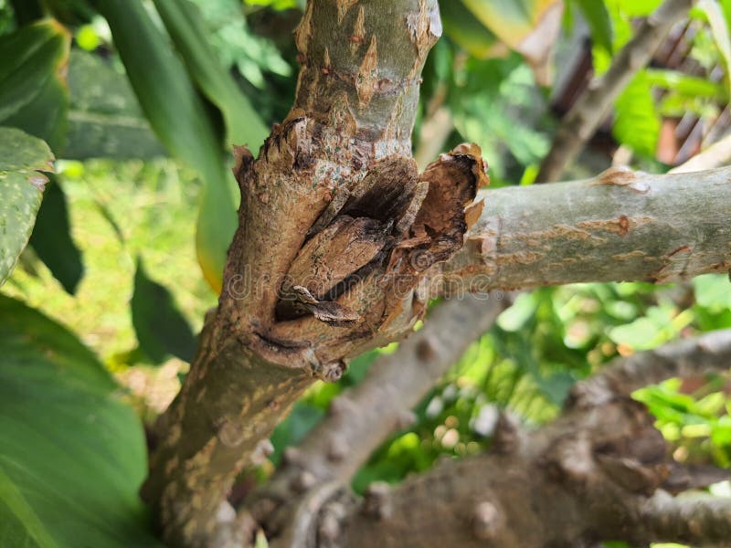 Close-up of the Inner Trunk of the Tree. Stock Image - Image of nature ...