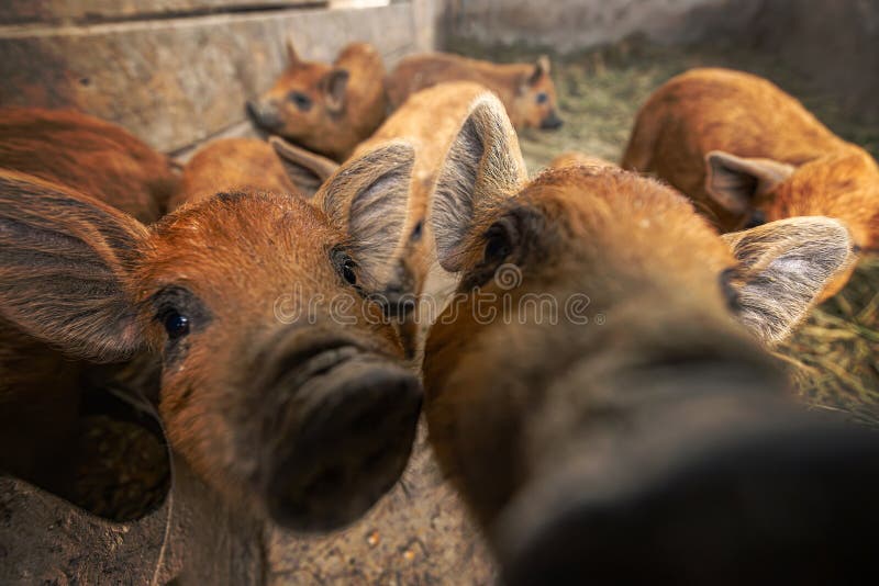 Close-up of Inquisitive Young Pigs Stock Photo - Image of domestic ...