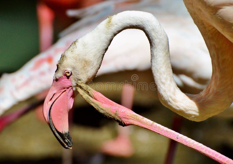 Close Up, Insect, Beak, Water Bird Stock Photo - Image of insect, beak ...