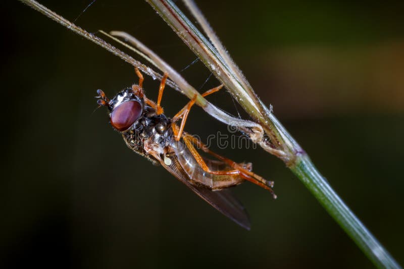 A Bug on a Twig in Front of Dark Background Stock Photo - Image of ...