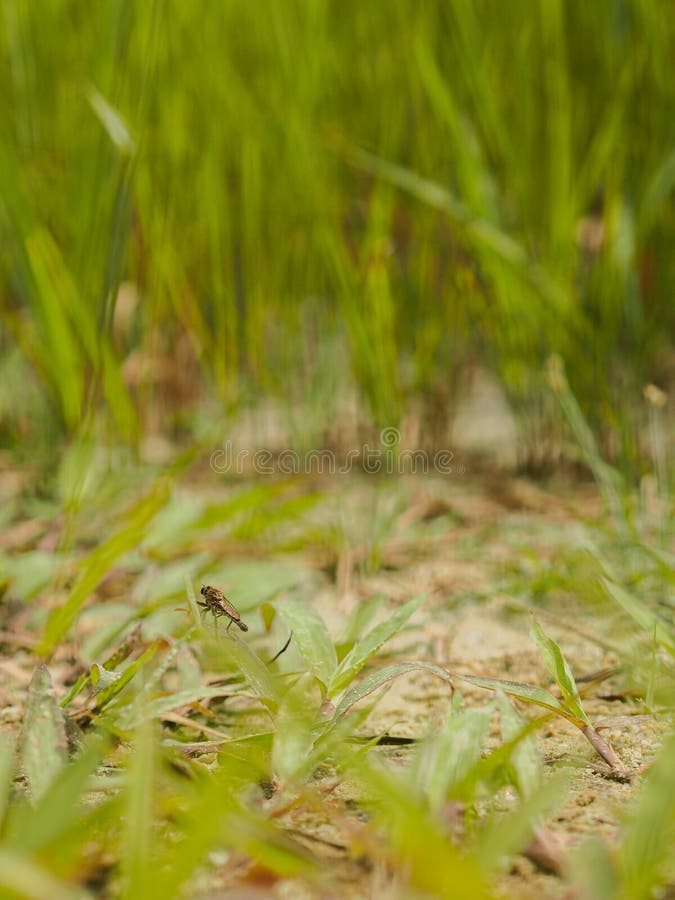 An Insect Staying among the Grass and Plants Stock Photo - Image of ...