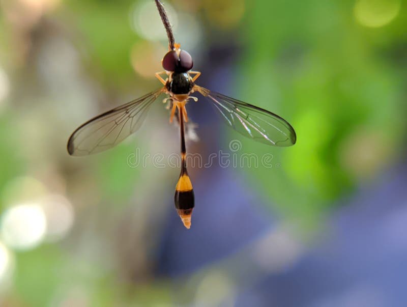 Close-up of an Insect on a Dry Plant Stem Stock Photo - Image of animal ...