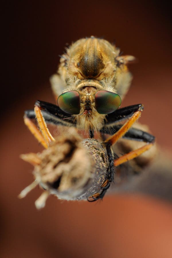 Close-Up of an Insect Featuring Compound Eyes and Natural Texture Stock ...
