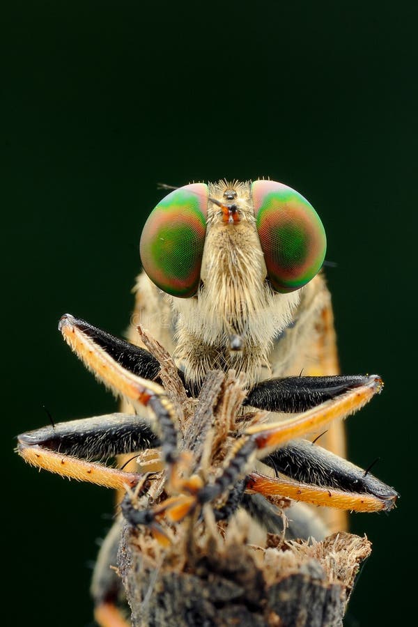 Close-Up of an Insect Featuring Compound Eyes and Natural Texture Stock ...
