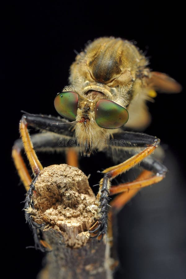 Close-Up of an Insect Featuring Compound Eyes and Natural Texture Stock ...