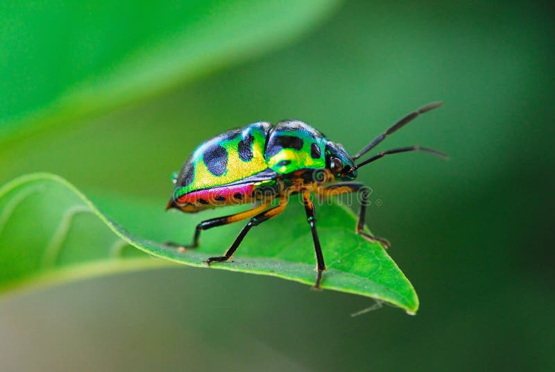 Colorful Shield Bug stock image. Image of garden, biology - 17357707