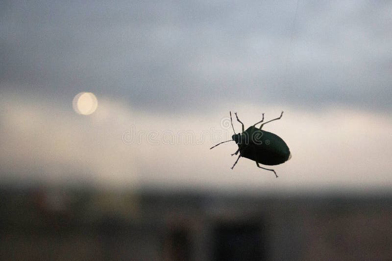 Close Up of Insect on the Glass with the Sun in the Background Stock ...