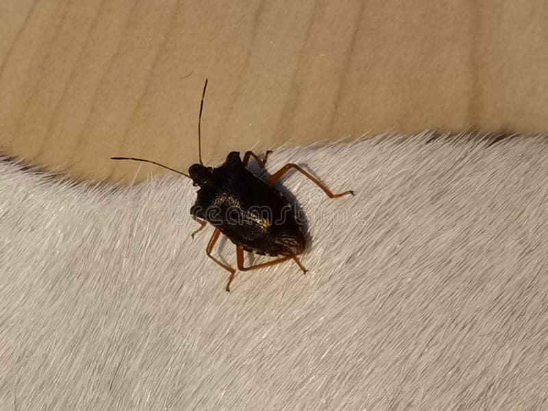 Close Up Insect Known As a Bug Stock Photo - Image of white, bugninsect ...