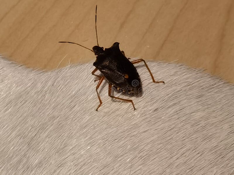 Close Up Insect Known As a Bug Stock Image - Image of white, dead ...