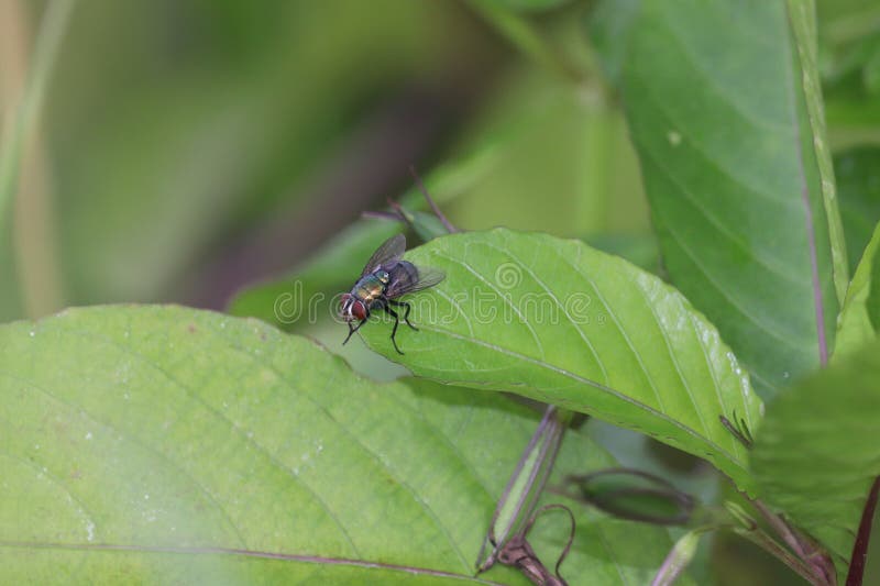 Close-up of insect on leaf stock image. Image of shootinsect - 309930853