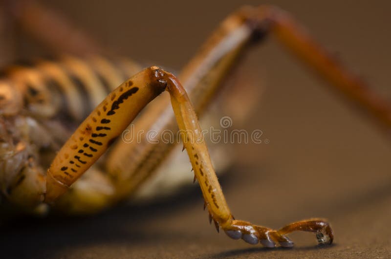 Close up of insect leg stock photo. Image of mandibles - 44973550