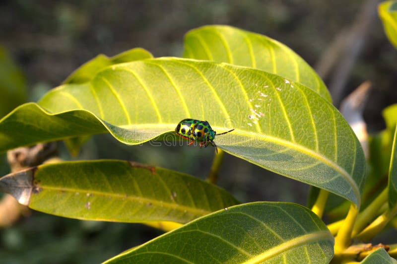 Mango stock photo. Image of foliage, natural, leaves - 55125382