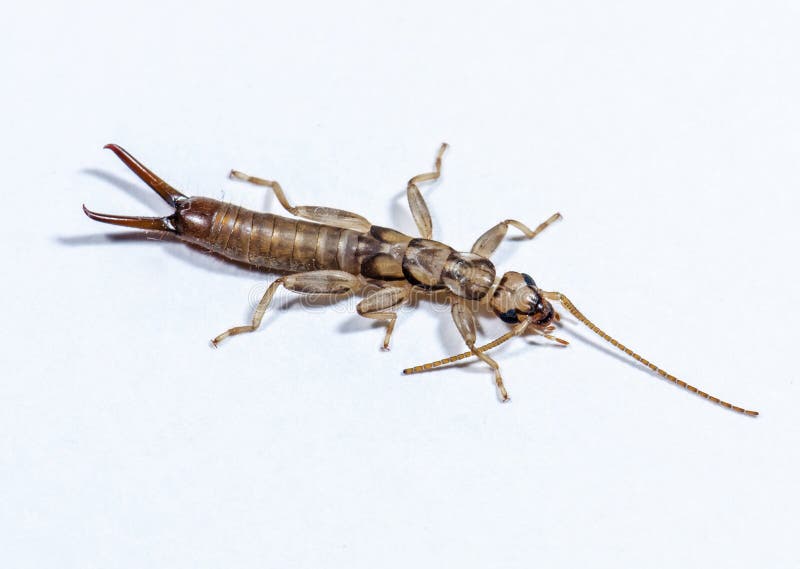 Close up of an earwig stock image. Image of close, insect - 197177785