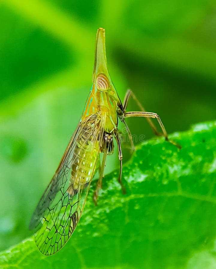 Close Up Insect of Planthopper Stock Photo - Image of insect ...