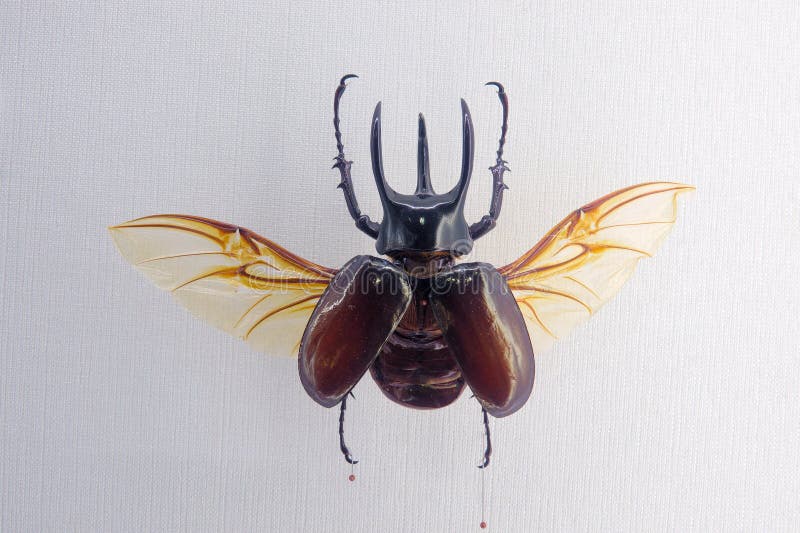 Insect specimen stock photo. Image of wild, beetles - 297893708