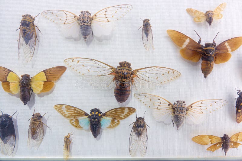 Insect specimen stock image. Image of cicadidae, sample - 297893927