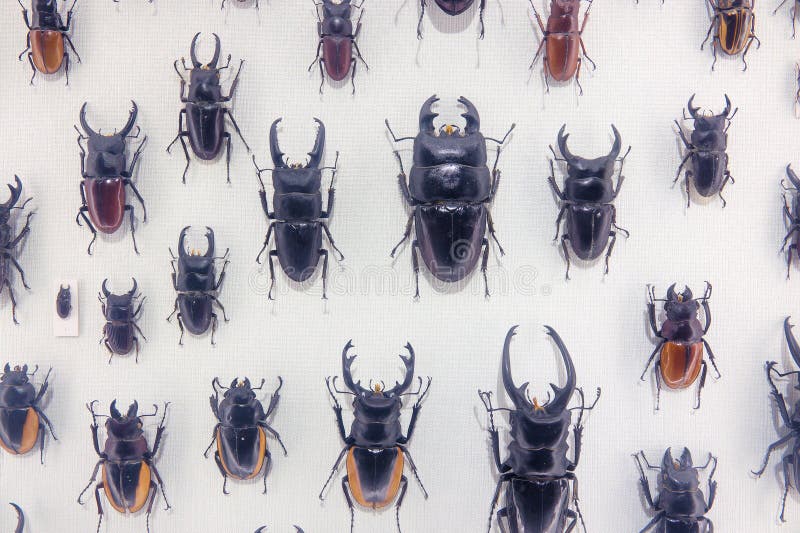 Insect specimen stock photo. Image of wild, representative - 297893864