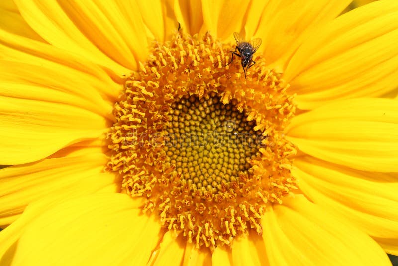 Insect Sun, on Sunflower Seeds Stock Image - Image of white, created ...