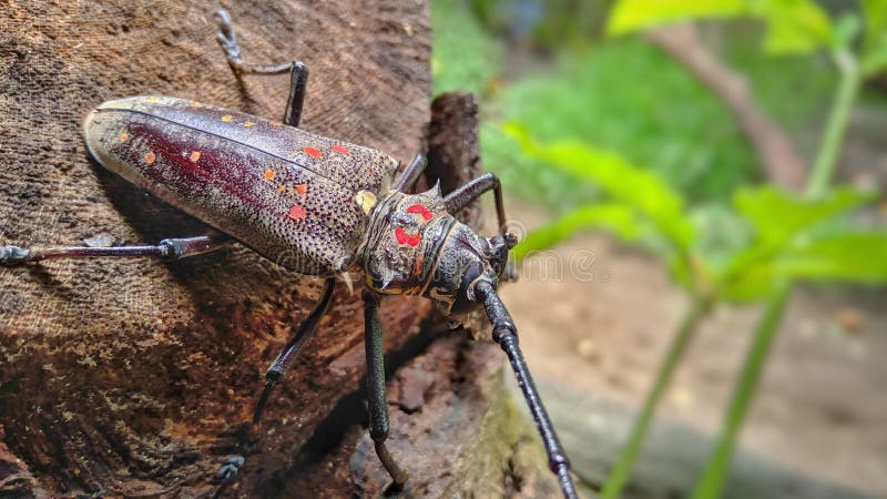 Close-up with a Insect on Tree Stock Image - Image of north, insect ...