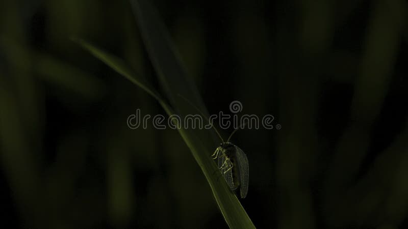 Close-up of Insect with Wings in Green Grass. Creative. Small Delicate ...