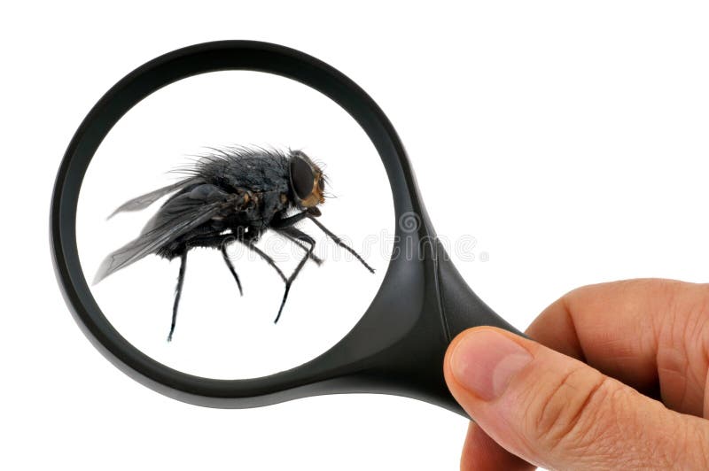 Insect Under Magnifying Glass Stock Photos - Free & Royalty-Free Stock ...