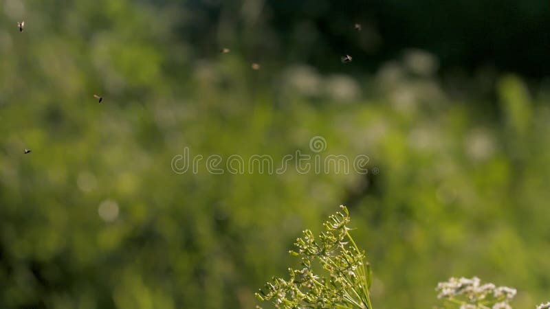 Close-up of Insects Flying Over Wildflower. Creative. Midges Fly Over ... Close-up of Insects Flying Over Wildflower. Creative. Midges Fly Over ...