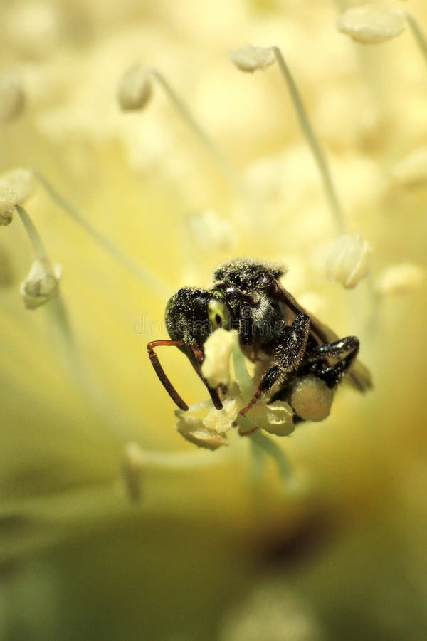 Close-up of Insects on the Garden Flower Stock Image - Image of flower ...