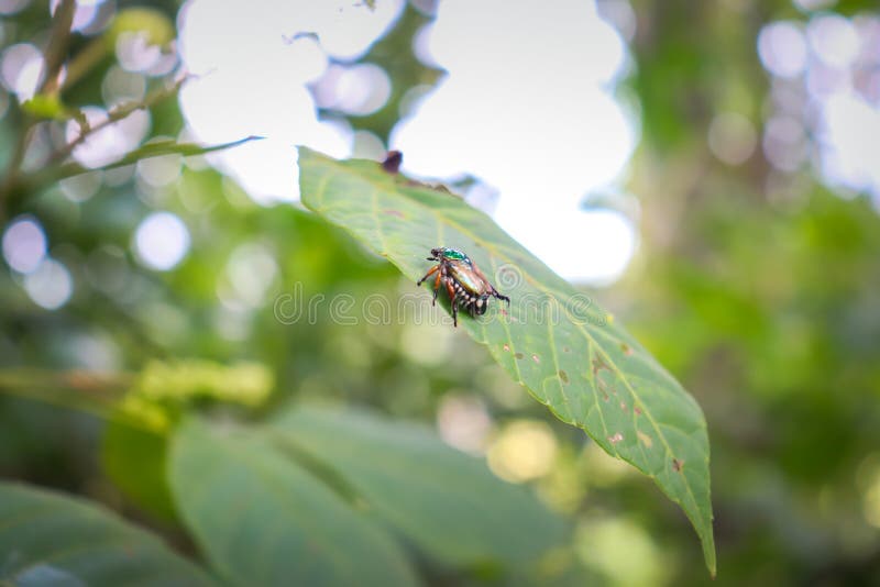 Close Up Insects on the Leaves Stock Image - Image of leaf, wild: 262404773