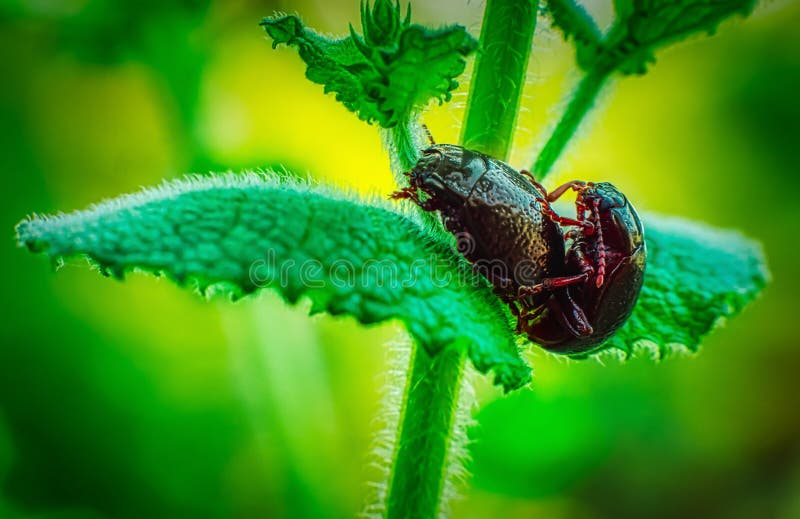 A Close-up Shot of Two Insects Mating in the Forest Stock Photo - Image ...