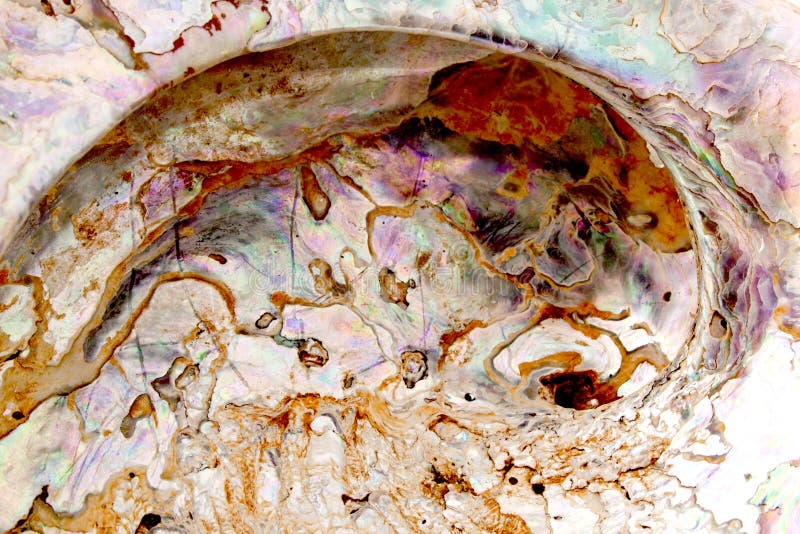 Close Up of Inside of Abalone Shell with Mother-of-Pearl Stock Image ...