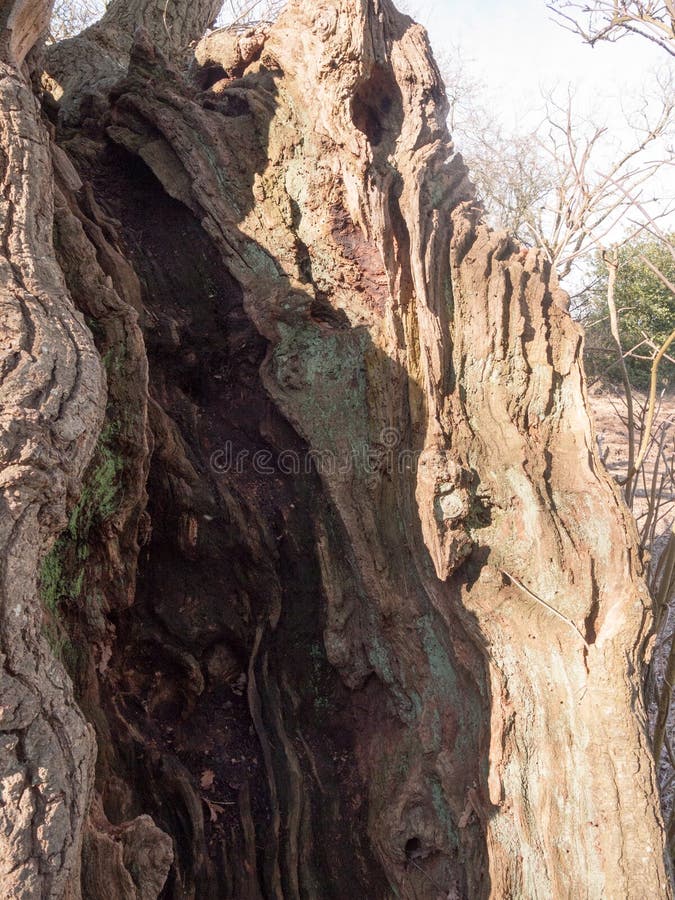 Close Up of Inside Bark Tree Texture Outside Old Decay Time Nature ...