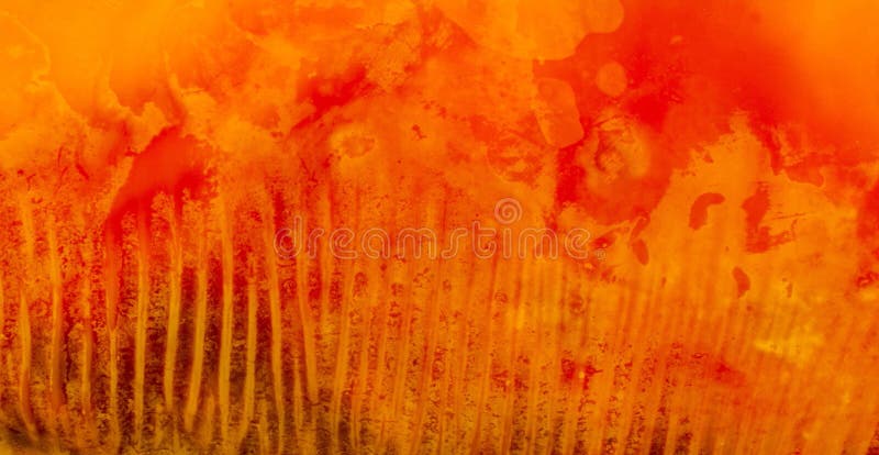 Close Up of the Inside of a Conch Shell Stock Photo - Image of nature ...
