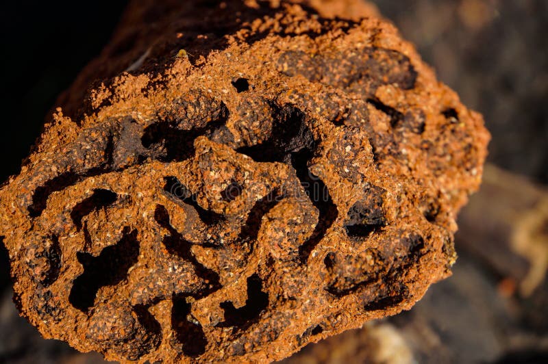 Close Up of the Inside of a Red Termite Mound, Northern Territory, Australia Stock Image - Image ...