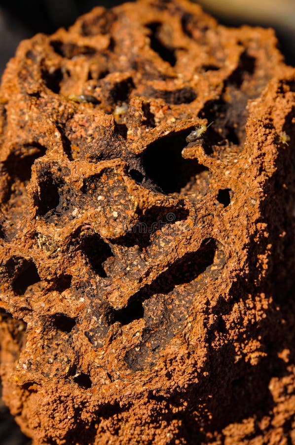 Close Up of the Inside of a Red Termite Mound, Northern Territory, Australia Stock Image - Image ...