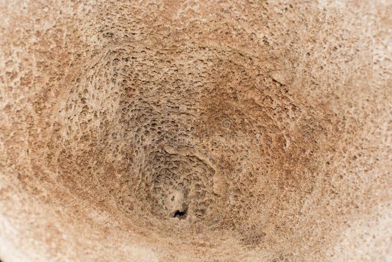 Close Up of Inside Sea Sponge Stock Image - Image of close, natural ...